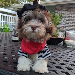 The Frenchman Cute Halloween Dog Costume Size Xxs-xlarge (small/medium ...
