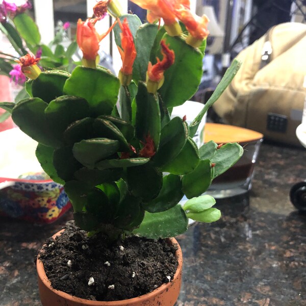 Sunset Snappy Blanket Flower Perennial Seeds - Etsy