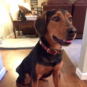 12 Gauge Shot Gun Dog Collar, Hunting Dog Collar, Shotgun Shell Dog ...