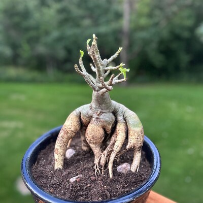 Rare Adenium Obesum Arabicum, Beautiful White Flowers Fat Caudex ...