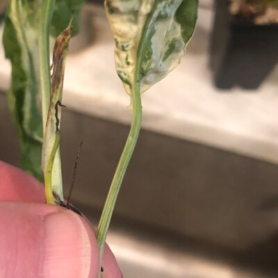 Albo Variegated Spider Man Monstera variegated Amydrium Medium Starter ...