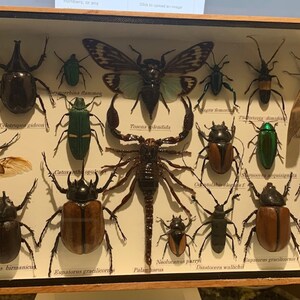 Colourful Lanternfly pyrops Gunjii Cicada Glass Bell Cloche - Etsy UK