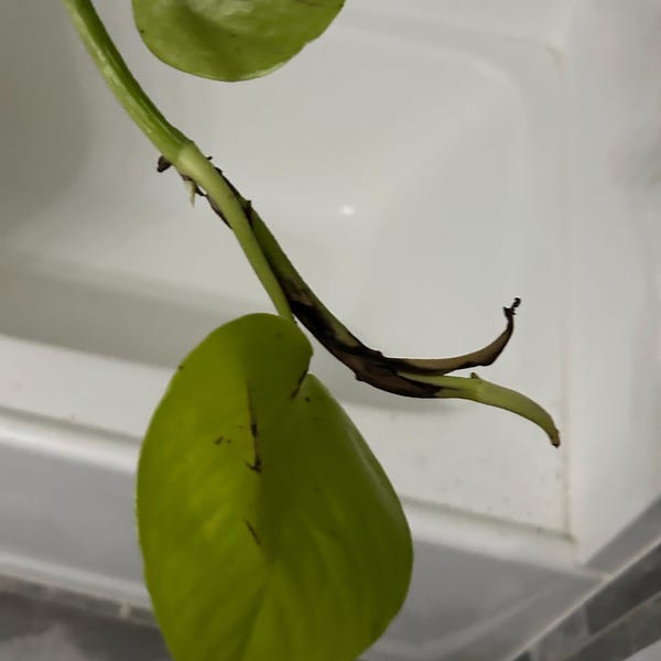 LIVE 6” Pot Ivy Plant, Hedera Helix, Plant Gift for Home, Dad Christmas ...