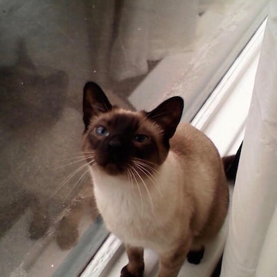 Siamese Cat Pin Enamel Pins Cute Pins Cat Pins Kawaii Pins Pins for ...