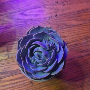 Echeveria Orpet 3.5 Inch Rare Succulent Plants - Etsy