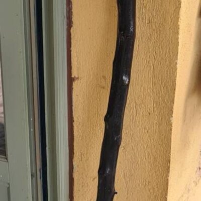 Irish Blackthorn Walking Stick Cane Irish Wood Hiking Cane Natural ...