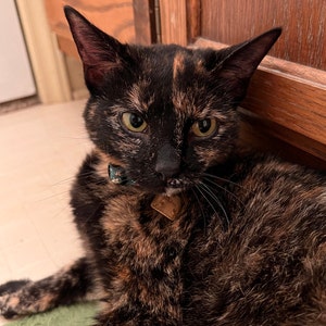 Checkered Cat Collar Black and White Checks Safety - Etsy