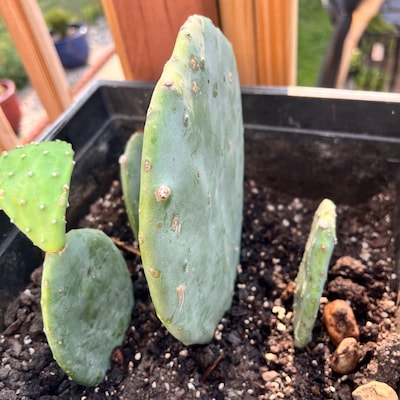 3 Small PADS Spineless Thornless Edible Nopales Prickly Pear Cactus ...