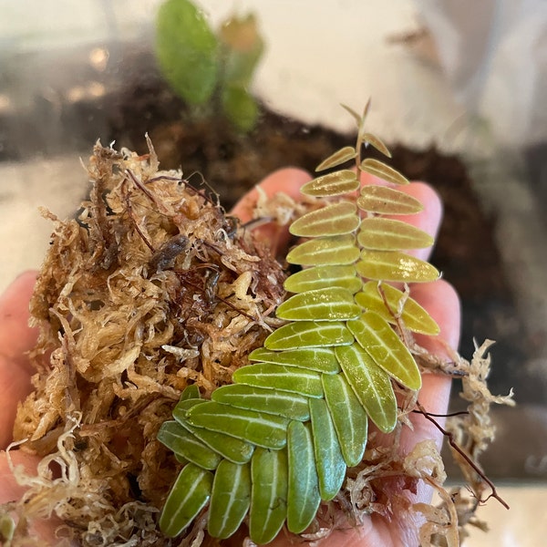 Nymphaea "sunfire" Water Lily (sprouted Tuber - Rhizome) / Pink Water ...