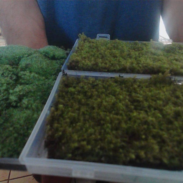 Live Clean and High Quality Planted Sheet Moss & Cushion Moss for ...