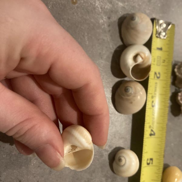 Shell Bits & Pieces Shards Beach Sand Tiny Little Shells for DIY Crafts ...