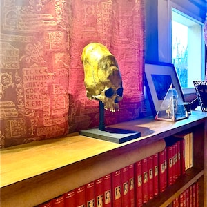 Conjoined Twins Human Skull FREE SHIPPING - Etsy