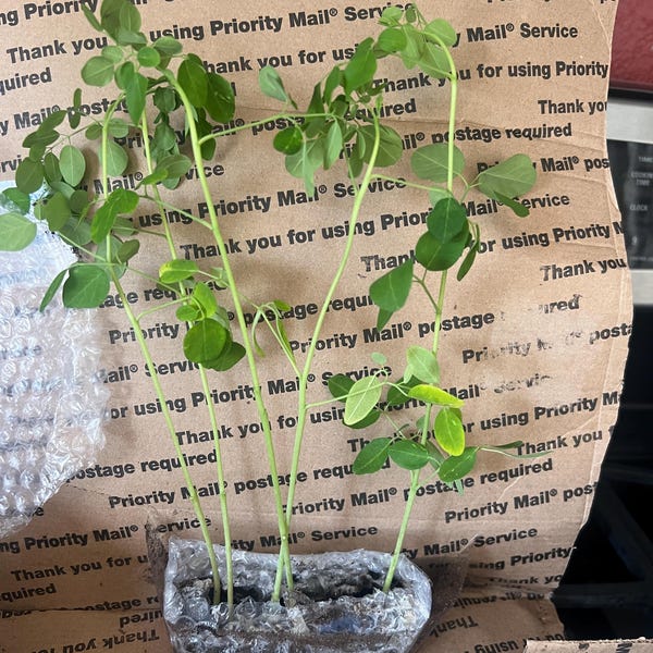 Moringa Oleifera Seeds - Drumstick Seeds - Malunggay Seeds - Miracle ...