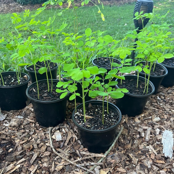 Moringa Oleifera Seeds - Drumstick Seeds - Malunggay Seeds - Miracle ...