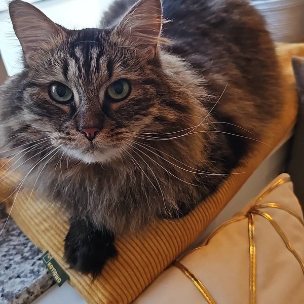 Cat Window Sill Bed With Buckwheat Hull Filling – Perfect for Senior ...