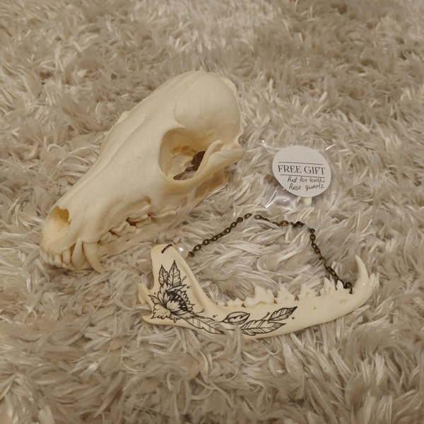 Painted Red Fox Jaw - Etsy