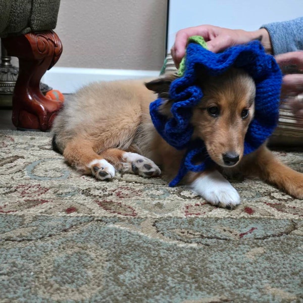 Crochet Blueberry Dog Hat (XS-XL) - Etsy