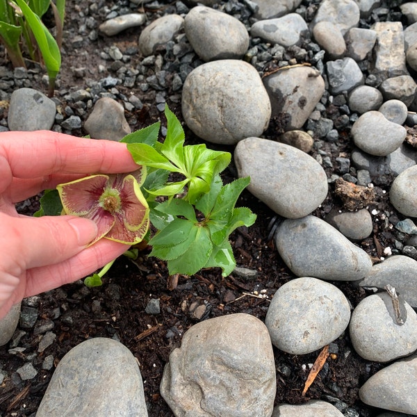 True Love Lenten Rose Rare Flowering Perennial Live Plant Lenten Rose ...