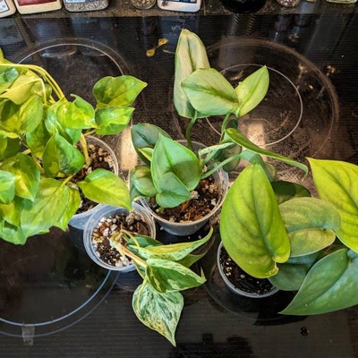 Epipremnum Aureum japanese Global Pothos Fully Rooted Extremely Rare ...