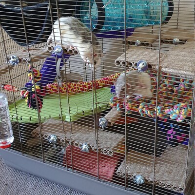 Degu Corner Shelf Pet Toy, Degu, Rat, Gerbil, Hamster Cage Accessory ...