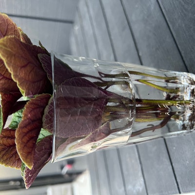 Tamarack Eastern Larch Bare Root 3 Year Old Young Conifer - Etsy