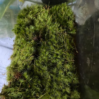 Princess Pine Tree Clubmoss Plants for Fairy Garden, Terrarium, Garden ...