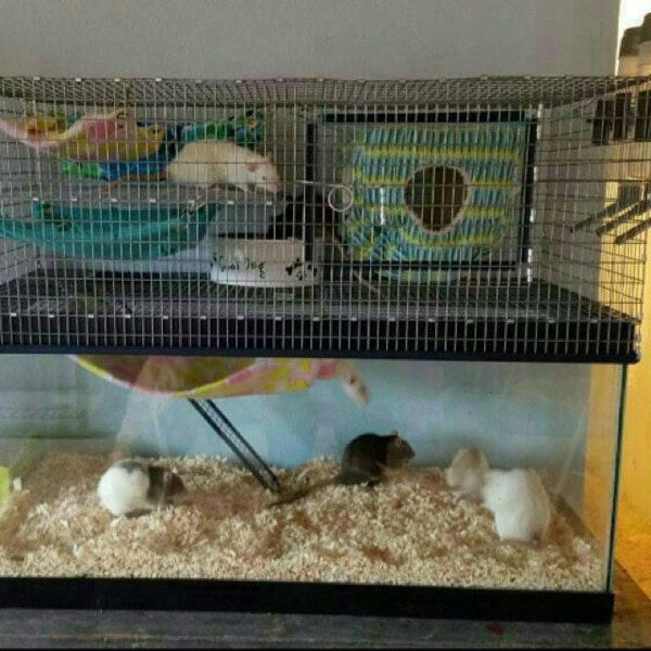 36.5x19 30 or 40 Gallon Breeder Aquarium Cage Topper One Story Front ...