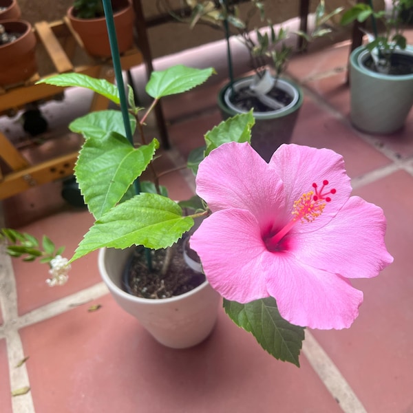 FIREBUSH Firefly Dwarf Scarlet Red Shrub Live Plant Orange Yellow ...