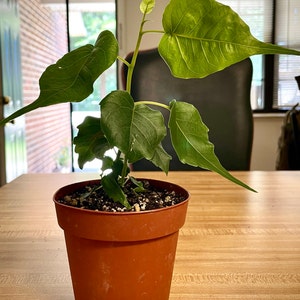 Bodhi Tree 4'' From California Tropicals - Etsy