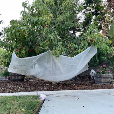 20x20 Fruit Tree Catcher - Etsy