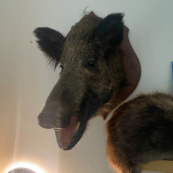 Taxidermy Pike Fish Head Wall Hanging Mount - Etsy