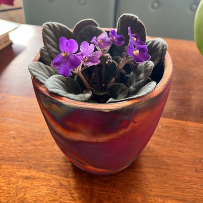 4pot of ZZ Plant Zamioculcas Zamiifolia Zee Zee Plant - Etsy