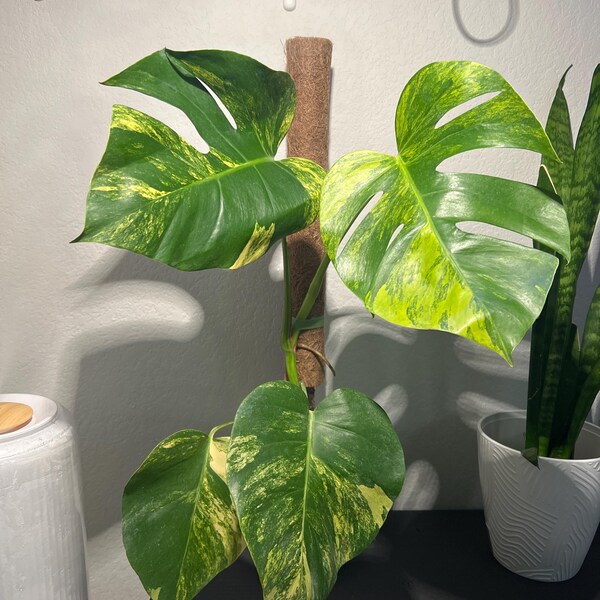 Scindapsus Mayari Variegated Plant - Growers Choice - Etsy