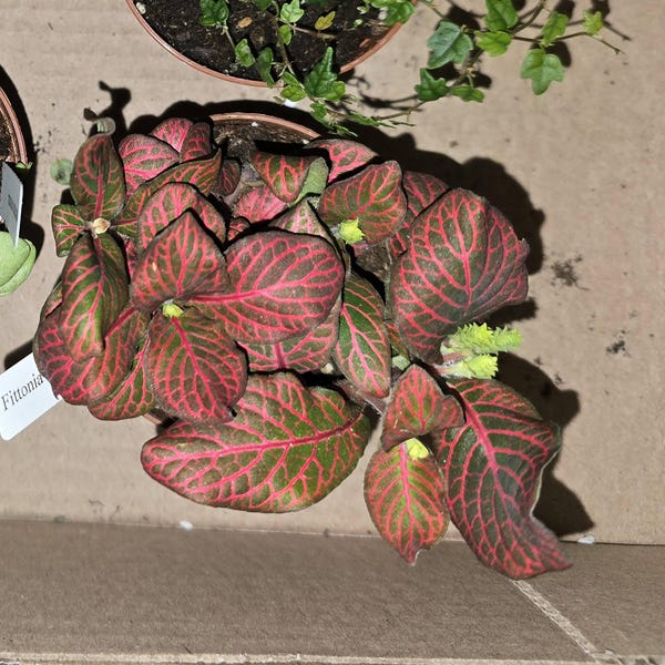 Bletilla Terracotta Princess, Cold Hardy Orchid, Rooted Plant Shipped ...