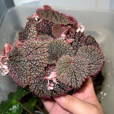 Begonia Baik X Begonia Ocellata Hybrid - Etsy