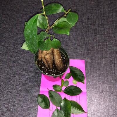 LIVE 4 Inch Pot Ficus Bonsai Plant, Funny New Doctor Gift, Plant Lover ...