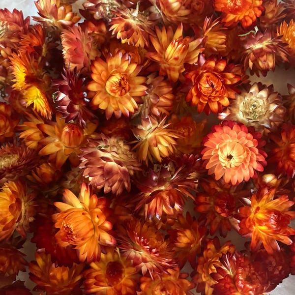 15 Celosia, Antique Red Parfait, 1 1/2 to 2 1/2 Flower Head, 10-12 ...