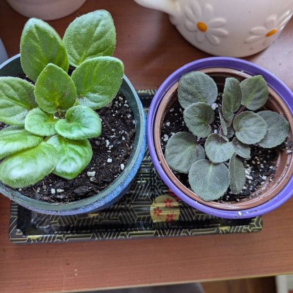 2" Mini African Violets Set (2 Assorted Plants) - Etsy