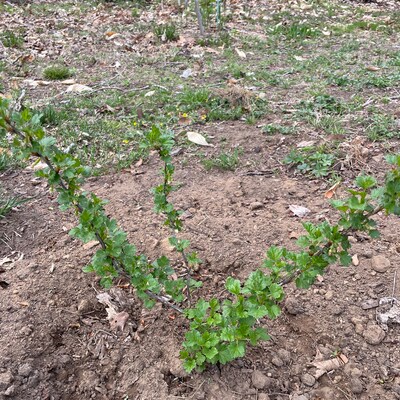 Mulberry contorted Mulberry - Etsy