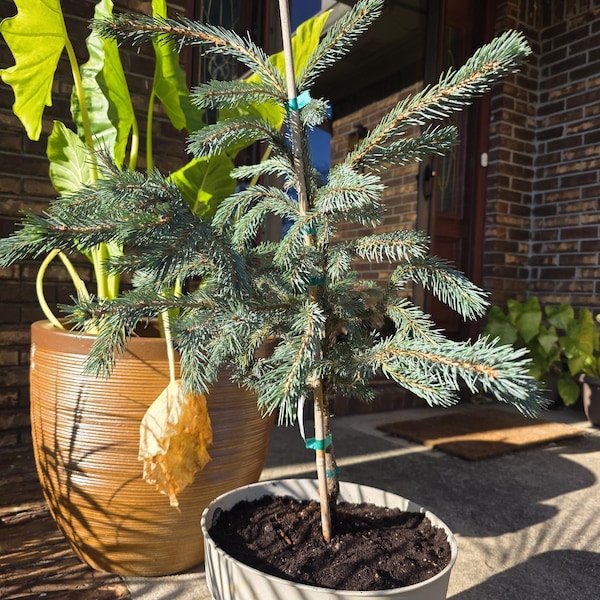 Picea Engelmannii 'blue Magoo' - Engelmann Spruce - 18" Tall - 1 Gallon ...