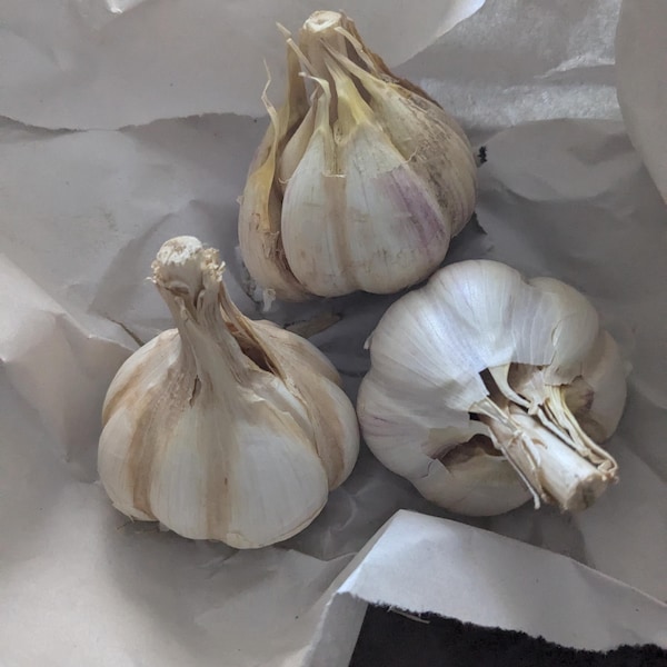 Duganski Culinary Garlic Bulbs Small Size: 1 5/8 to 1 7/8 Organically ...