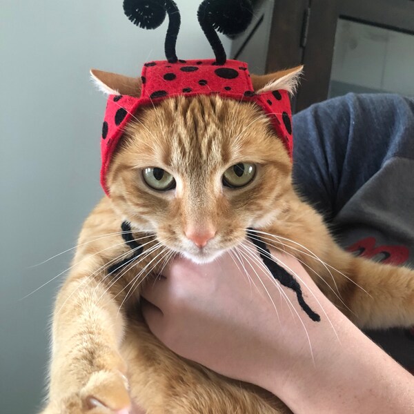 Ladybug Hat for Cats - Etsy