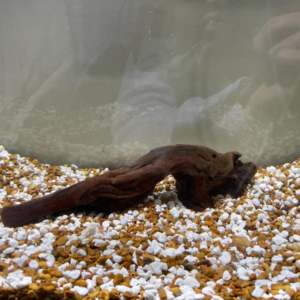 Bog Wood / Aquarium Décor / Terrarium / Reptile Tank / Aquascaping ...