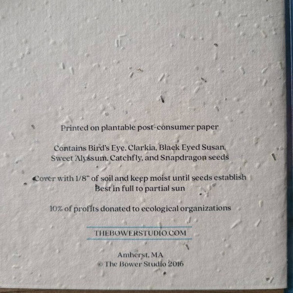 Purple Dead-nettle Seeds ~lamium Purpureum~ Red Henbit ~ Purple ...