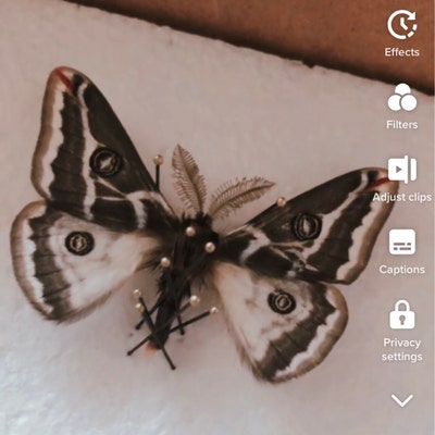 Agapema Anona Saturn Moth Saturniidae Arizona - Etsy