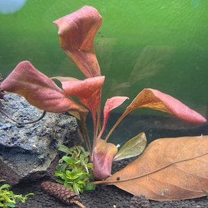 Samolus Parviflorus Red Rare Live Aquarium Plants - Etsy