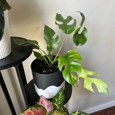 Monstera Minima Raphidaphora Tetrasperma 4 Pot ALL PLANTS Require You ...