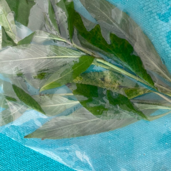 Hygrophila Salcifolia (hygro. Blue)- BUY3GET1FREE - Live Aquarium Plant ...