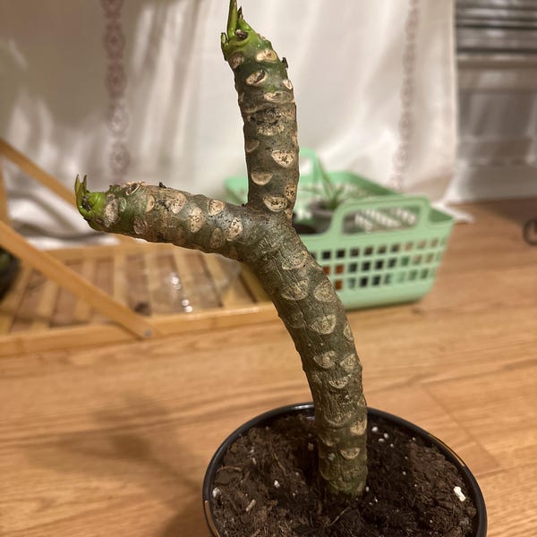 Anthurium Queen Narrow Form - Etsy