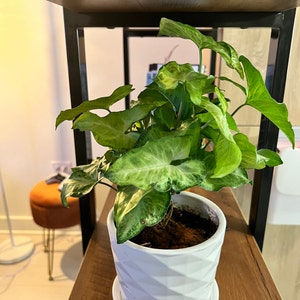 LIVE 4” Pot Syngonium Nephthytis / White Butterfly, Arrowhead Plant ...